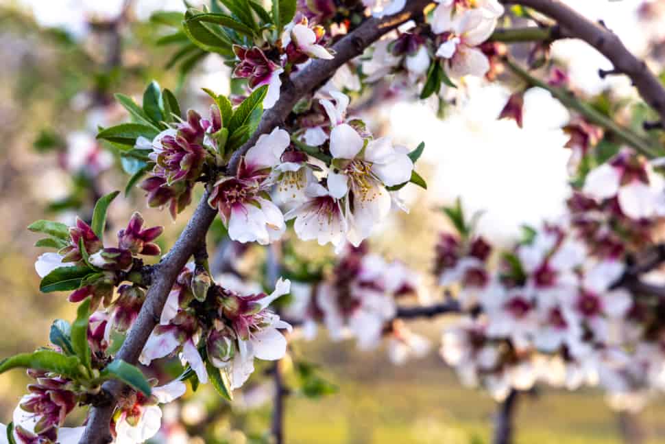 Explore the California Blossom Trail in Fresno County - California Grown