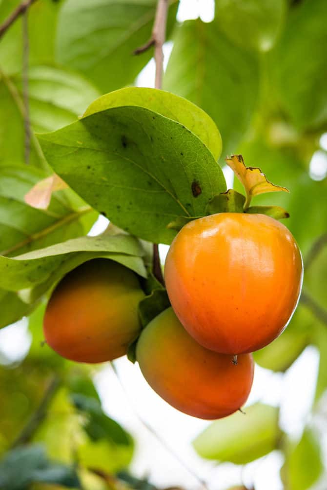 Easy Persimmon Recipes You Should Try; Persimmon Grilled Cheese ...