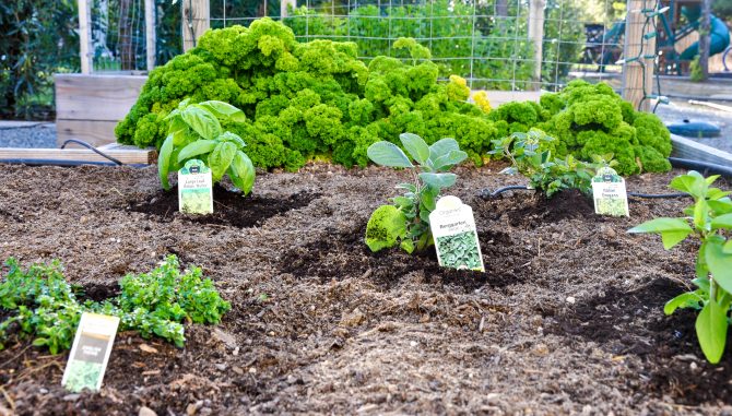Planting Your California Spring Garden - California Grown