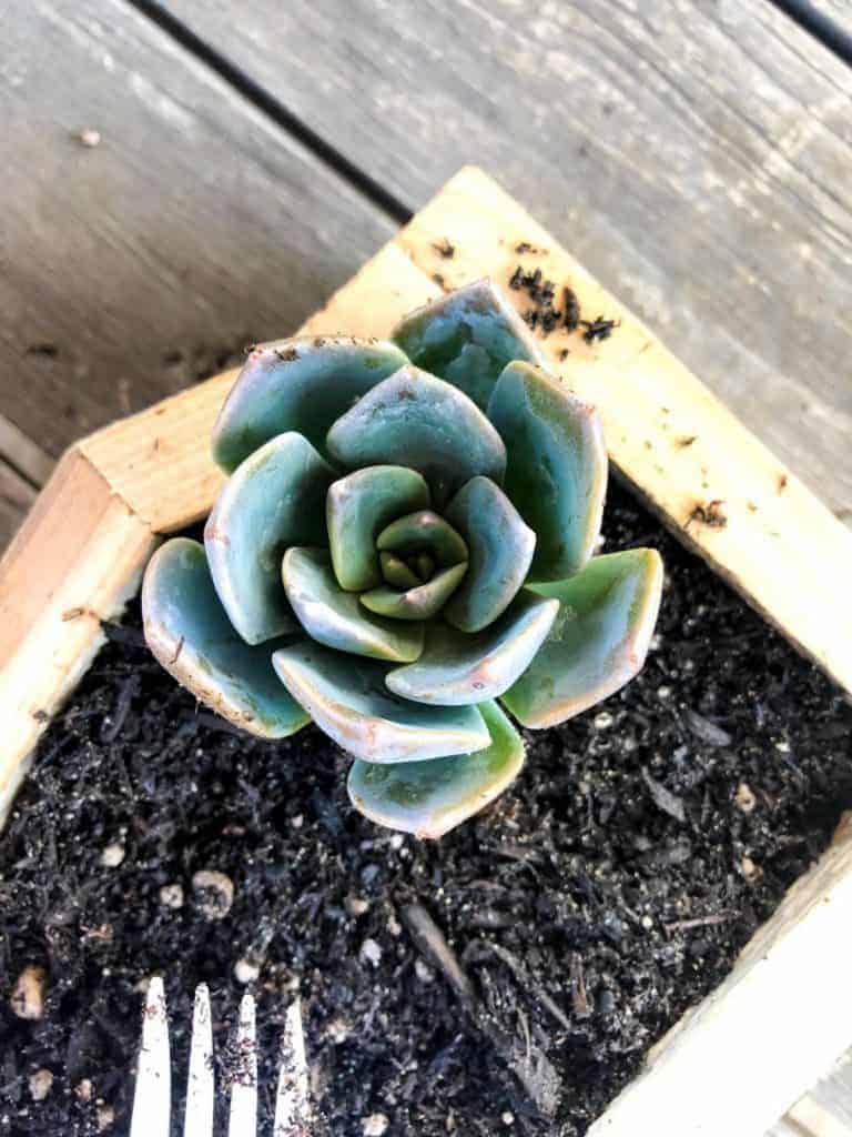 A Simple DIY for a Succulent Wall Planter - California Grown
