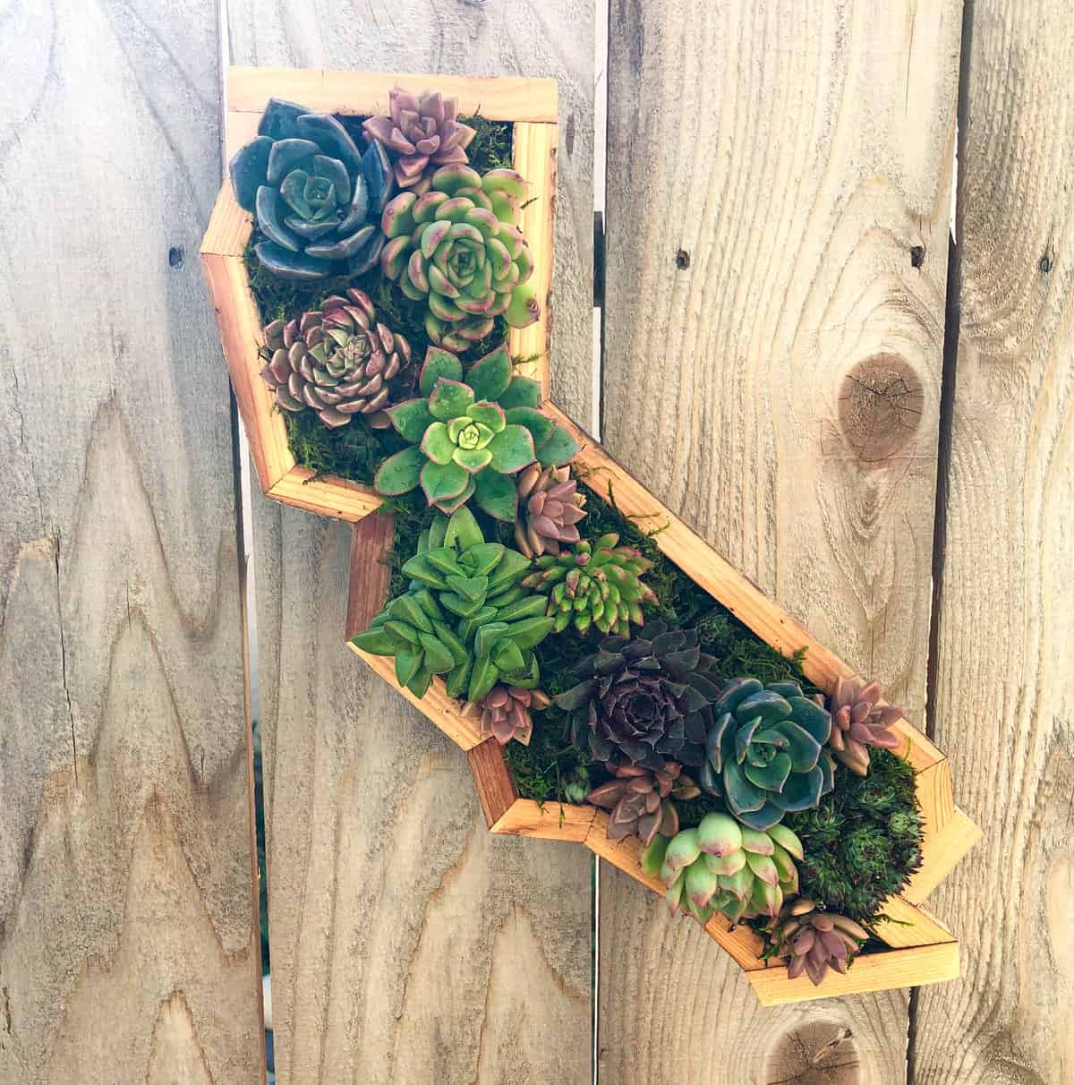DIY Succulent Wall Planter - California Grown