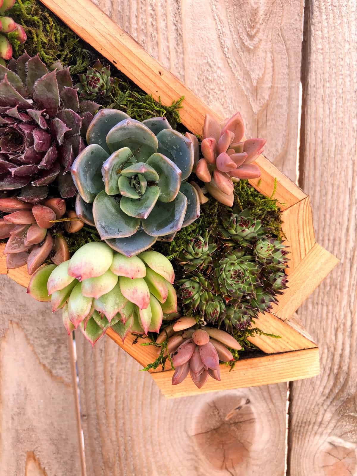 DIY Succulent Wall Planter - California Grown