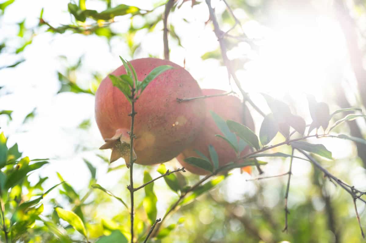 Don't Sleep on These Amazing Pomegranate Recipes - California Grown