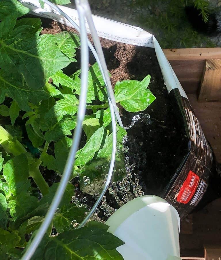 Soil Bag Container Gardening - California Grown