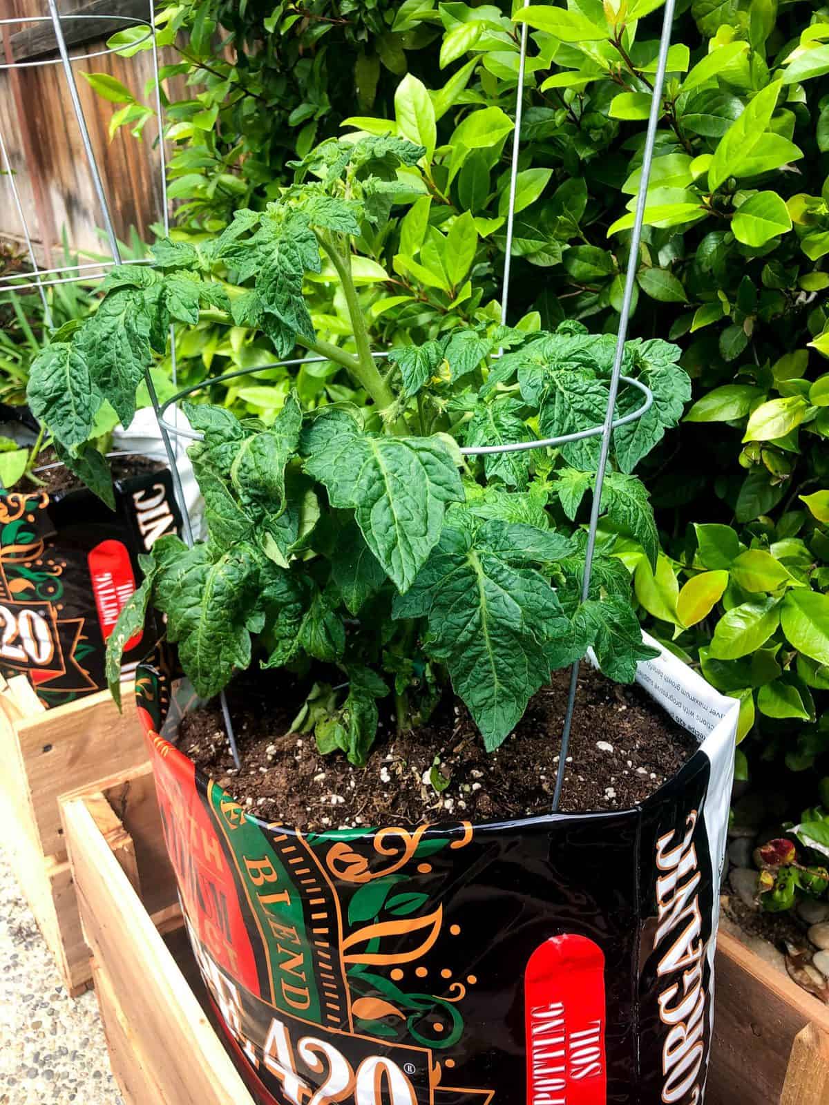 Soil Bag Container Gardening California Grown