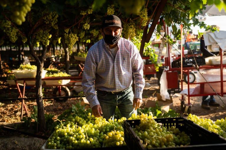 How are Grapes Grown in California? - California Grown