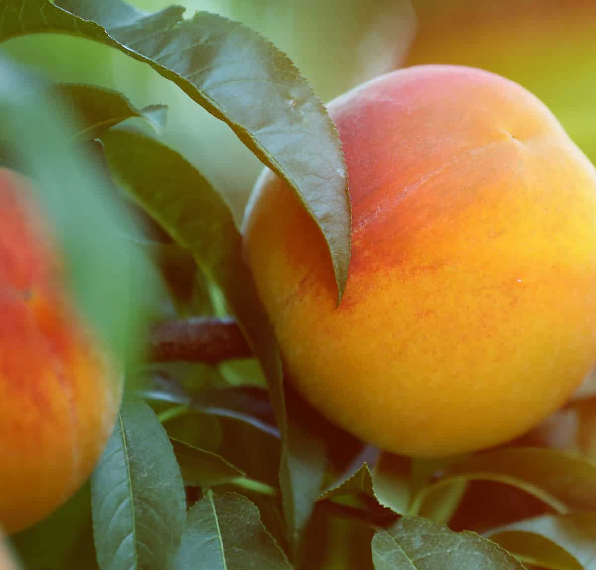 Desserts Using Cling Peaches from California Grown
