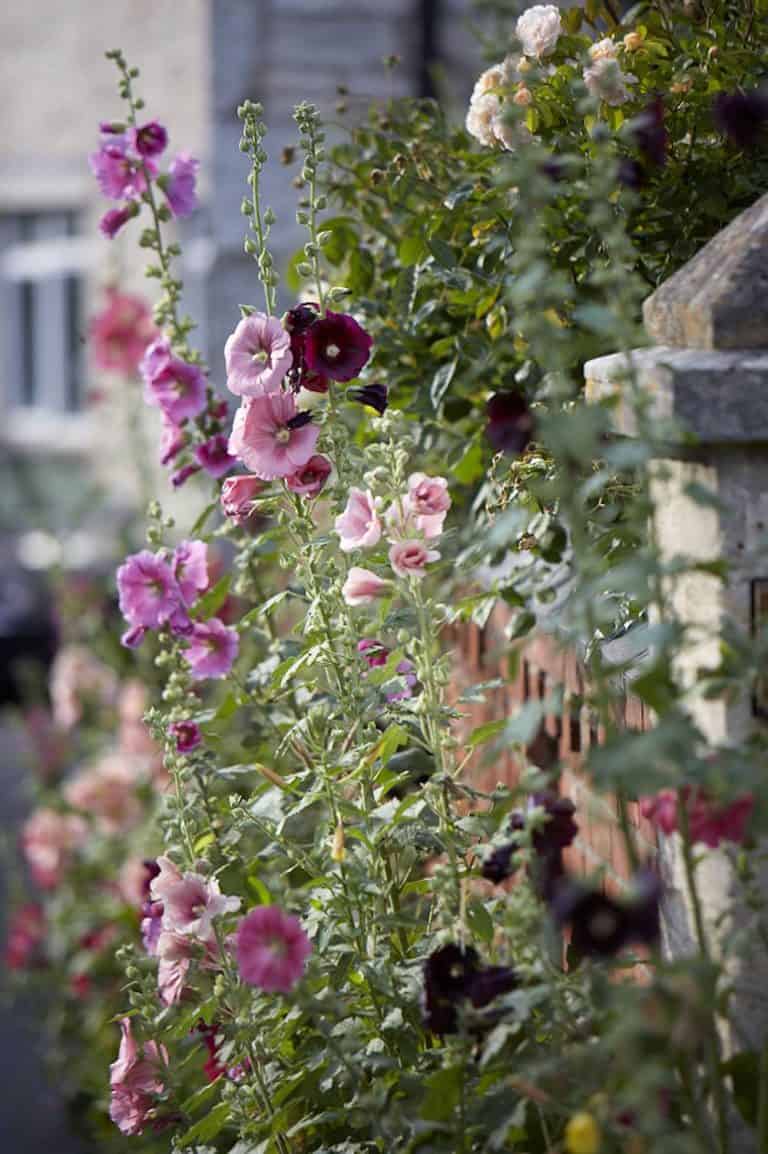 How to Plant a California Fall Garden - California Grown