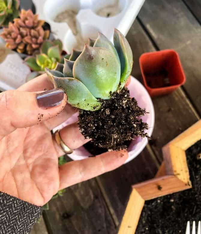 A Simple DIY for a Succulent Wall Planter - California Grown