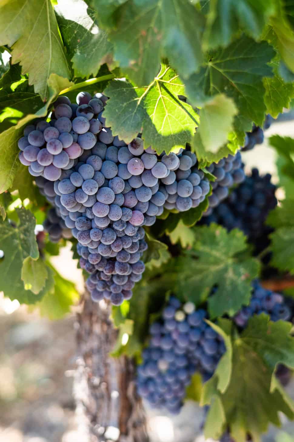 Sans Liege Wines; Unforgettable Wines From A Unique Winemaker ...