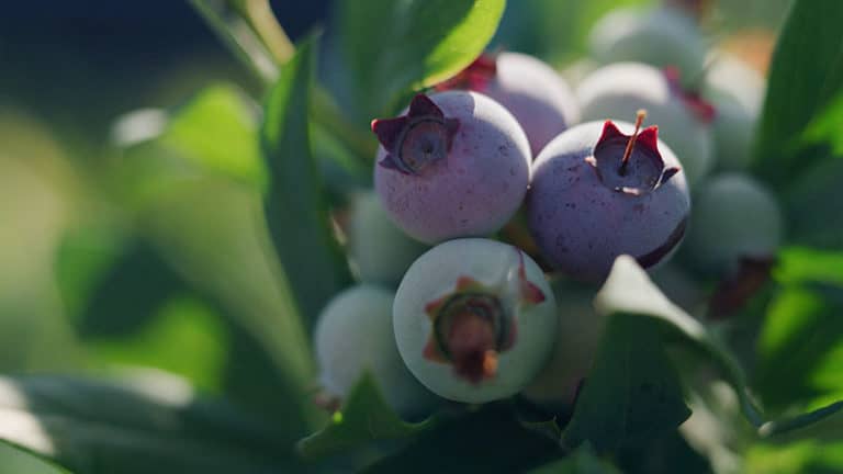 40+ Recipes With Blueberry That Will Change Your Life - California Grown