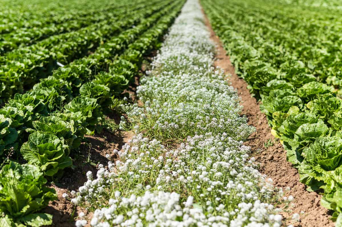 How Lettuce is Grown at Lakeside Organics - California Grown