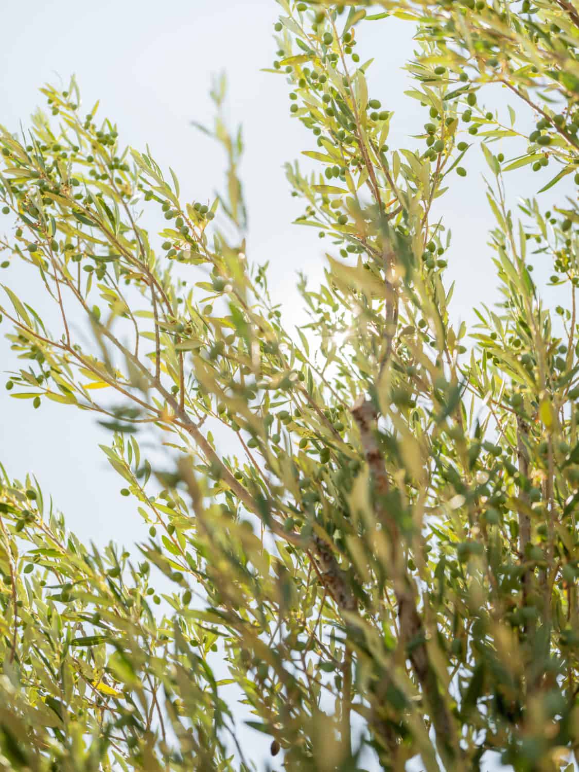 Mother + Daughter Duo Make Award-Winning Olive Oil at Groves on 41 ...