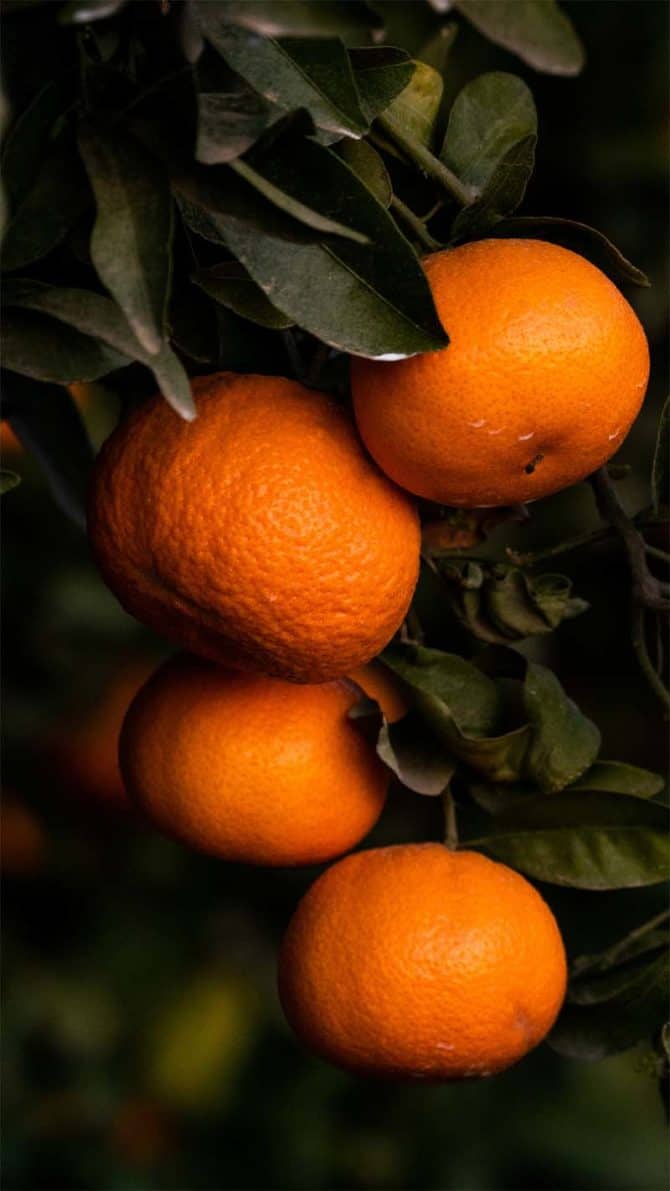 California Farmstand 101: The Best Farmstands in California - California Grown