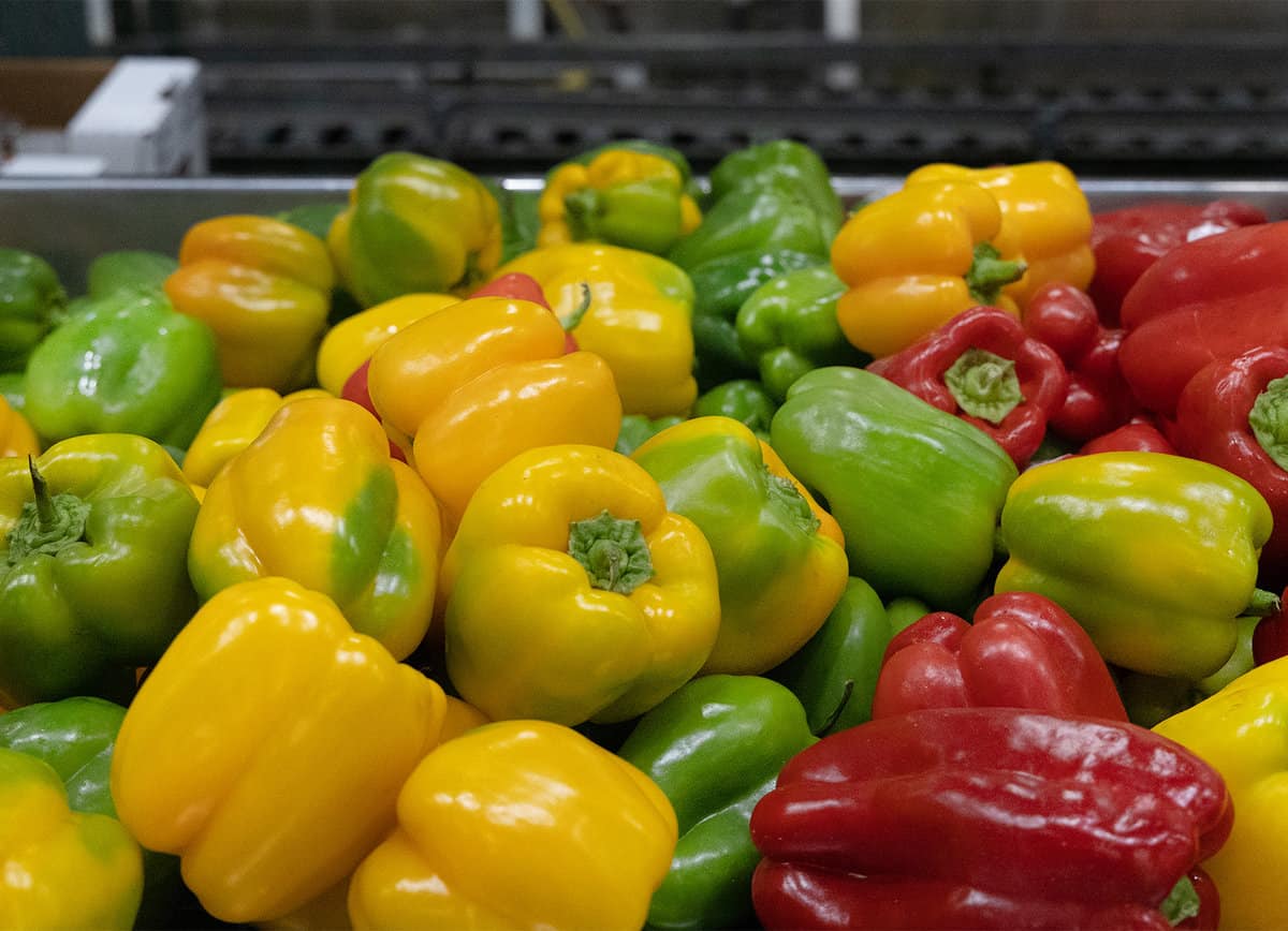 How Bell Peppers Grow in California - California Grown