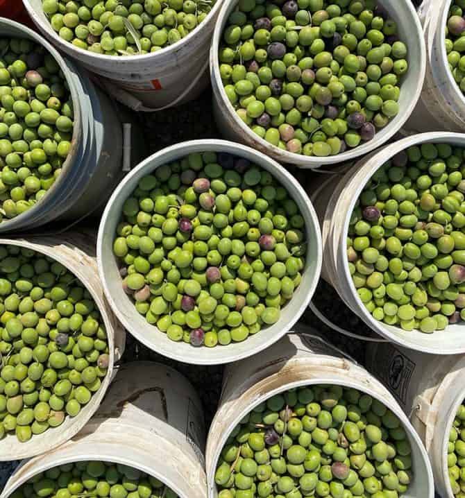 The Easiest Olive Recipe: How To Make Garlic Confit Stuffed Olives ...