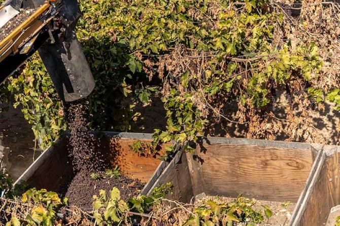 How Dried On The Vine Raisins Are Grown And Harvested - California Grown