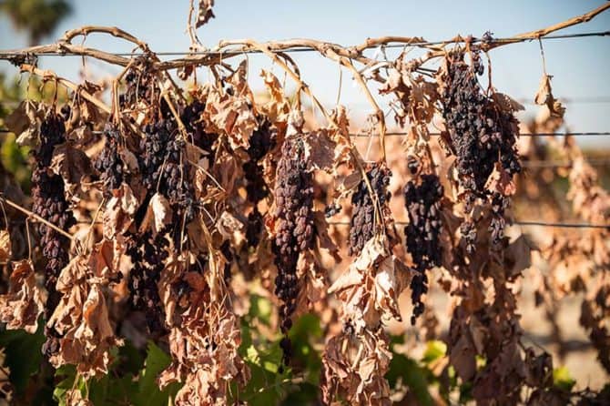 How Dried On The Vine Raisins Are Grown And Harvested - California Grown