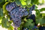 How are Grapes Grown in California? - California Grown