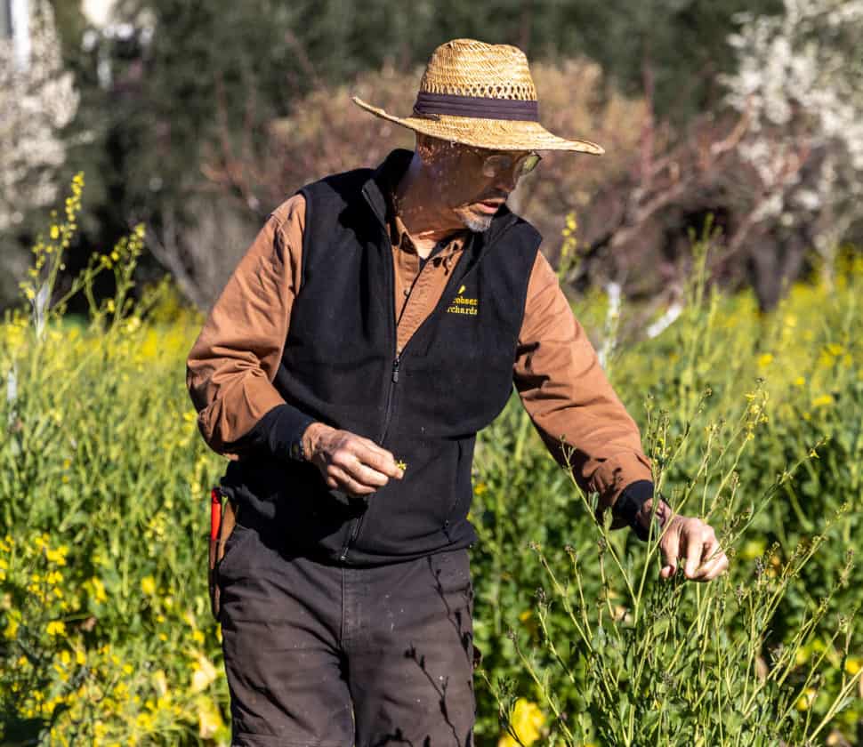 Jacobsen Orchards: This Urban Farm Works With Napa’s Most Famous Chefs