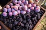 The Ultimate Guide To Pluots, Plums, And Prunes - California Grown