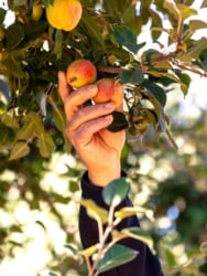 Add a Visit to High Hill Ranch to Your Fall Bucket List! - California Grown