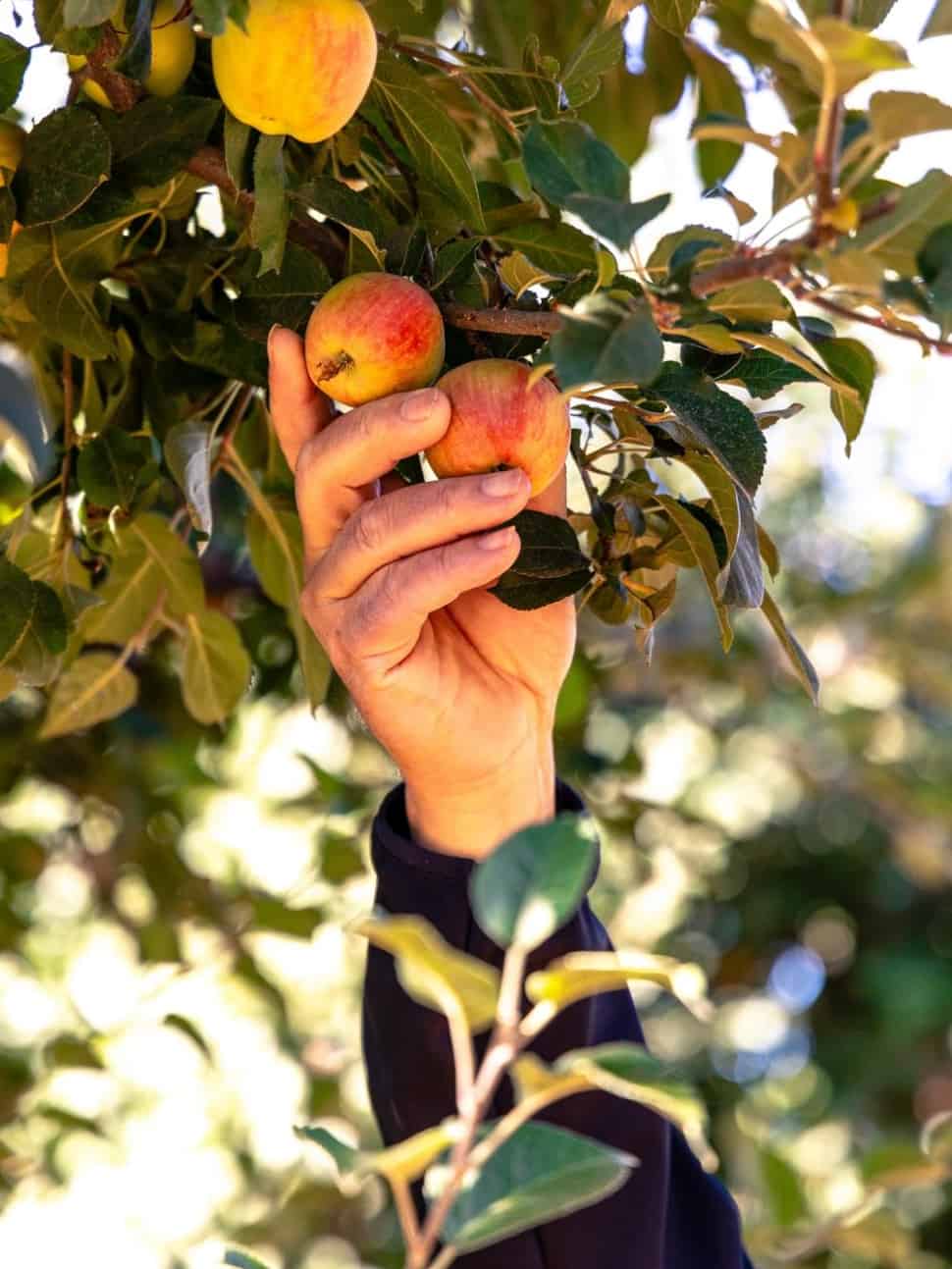 Add a Visit to High Hill Ranch to Your Fall Bucket List! - California Grown