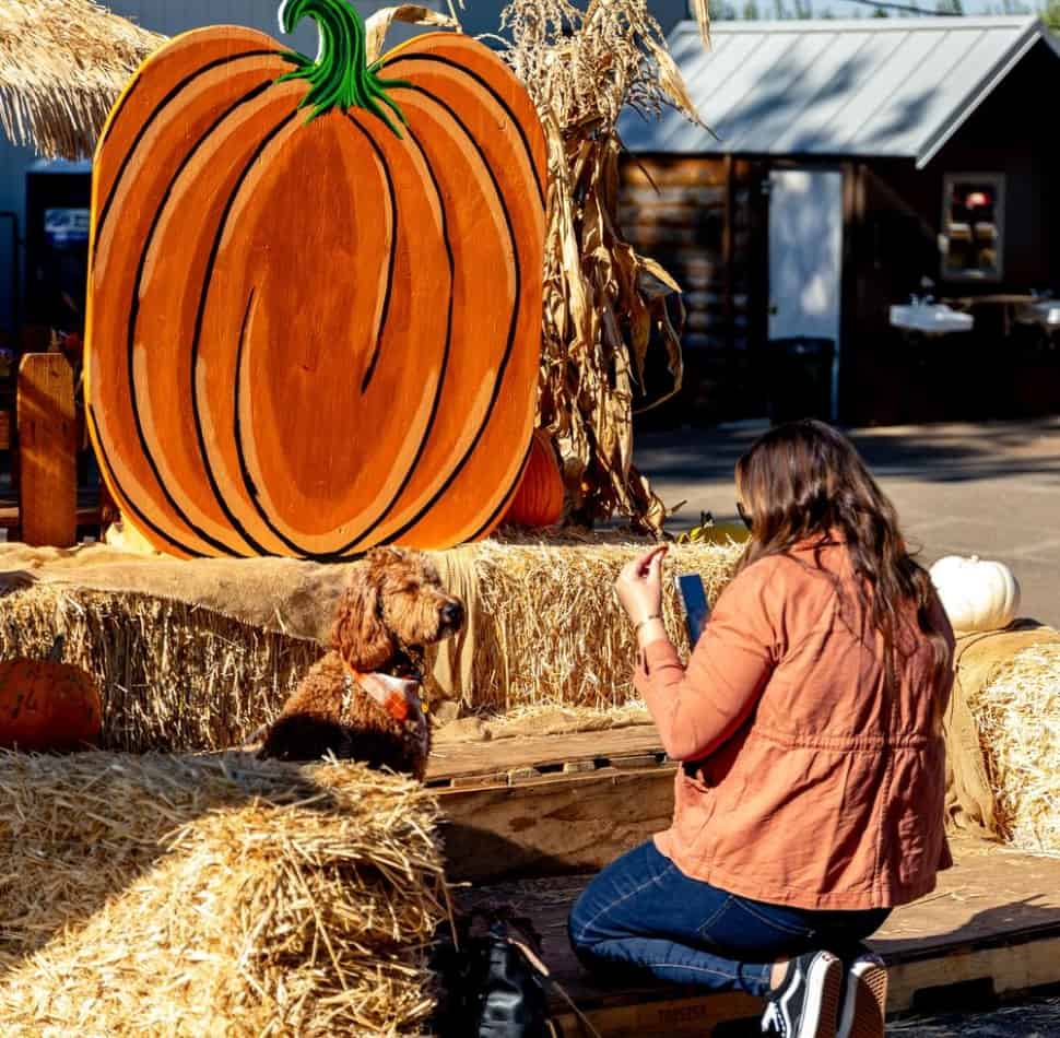 Add a Visit to High Hill Ranch to Your Fall Bucket List! - California Grown