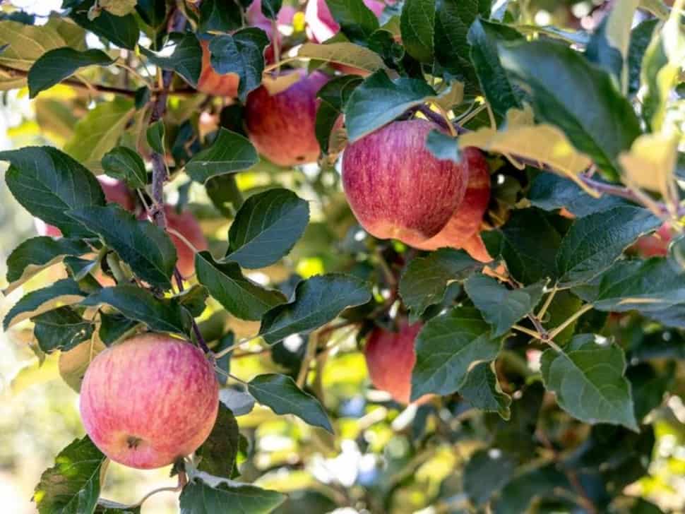 Apple Ridge Farms: U-Pick Apple Farm - California Grown