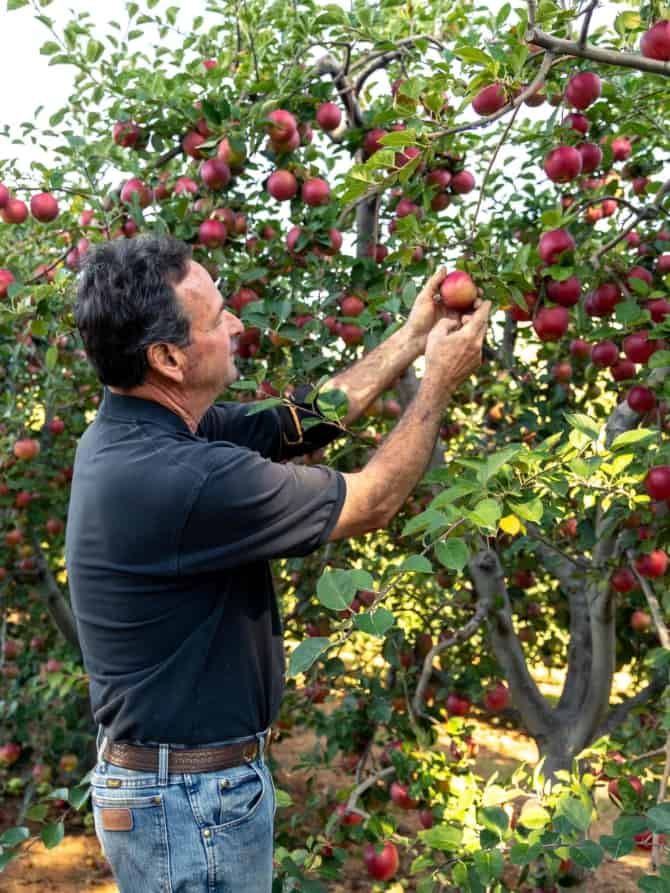 How Do Apples Grow in California? - California Grown