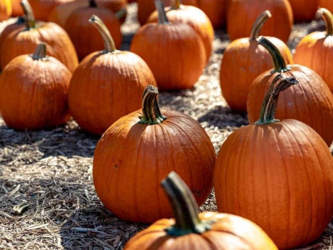 Apple Ridge Farms: U-Pick Apple Farm - California Grown