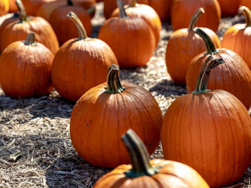 Apple Ridge Farms: U-Pick Apple Farm - California Grown