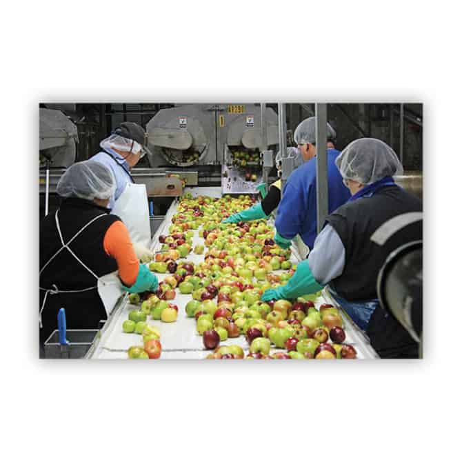 Martinelli's Apple Cider: An American Tradition - California Grown