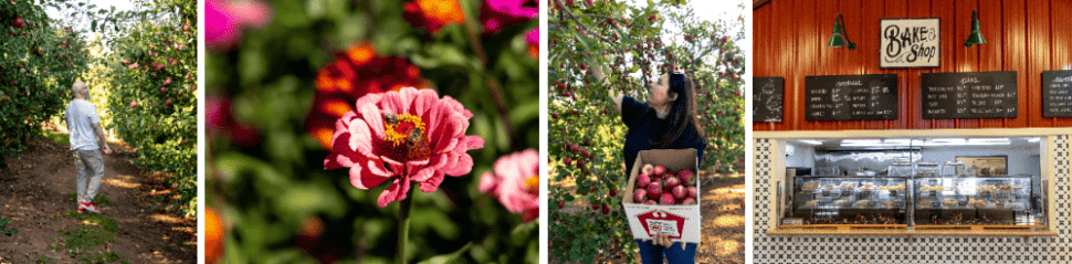 Apple Ridge Farms: U-Pick Apple Farm - California Grown