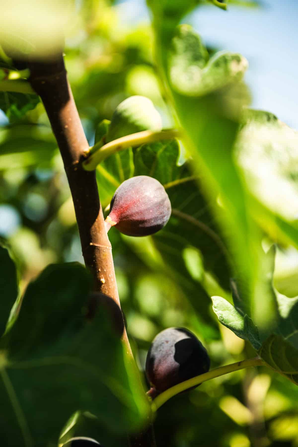How are Figs Grown in California? - California Grown