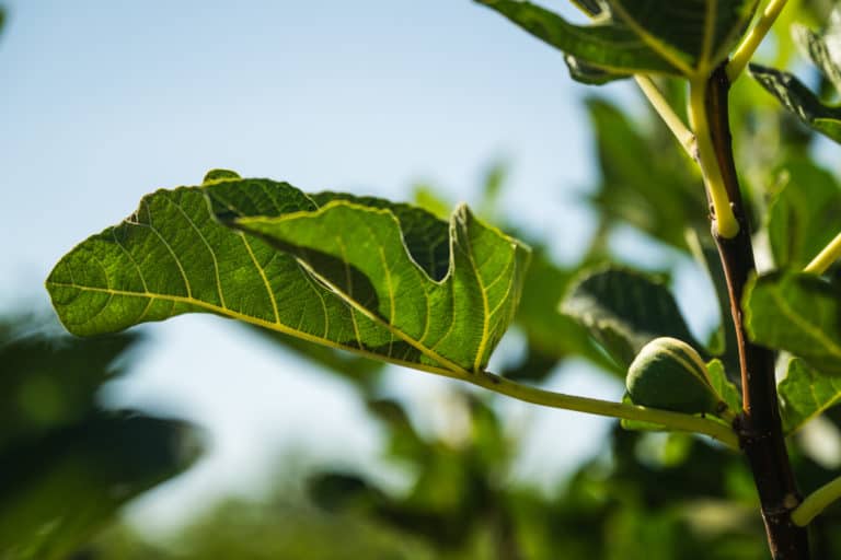 How are Figs Grown in California? - California Grown