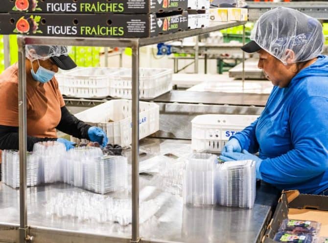 How are Figs Grown in California? - California Grown