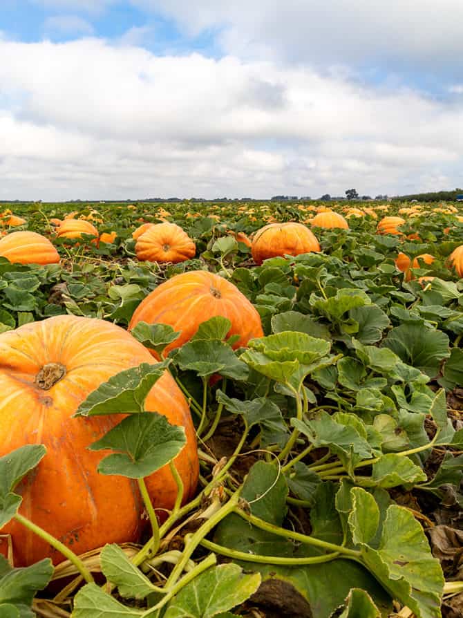 The Best Winter Squash Dishes - and All About Winter Squash ...