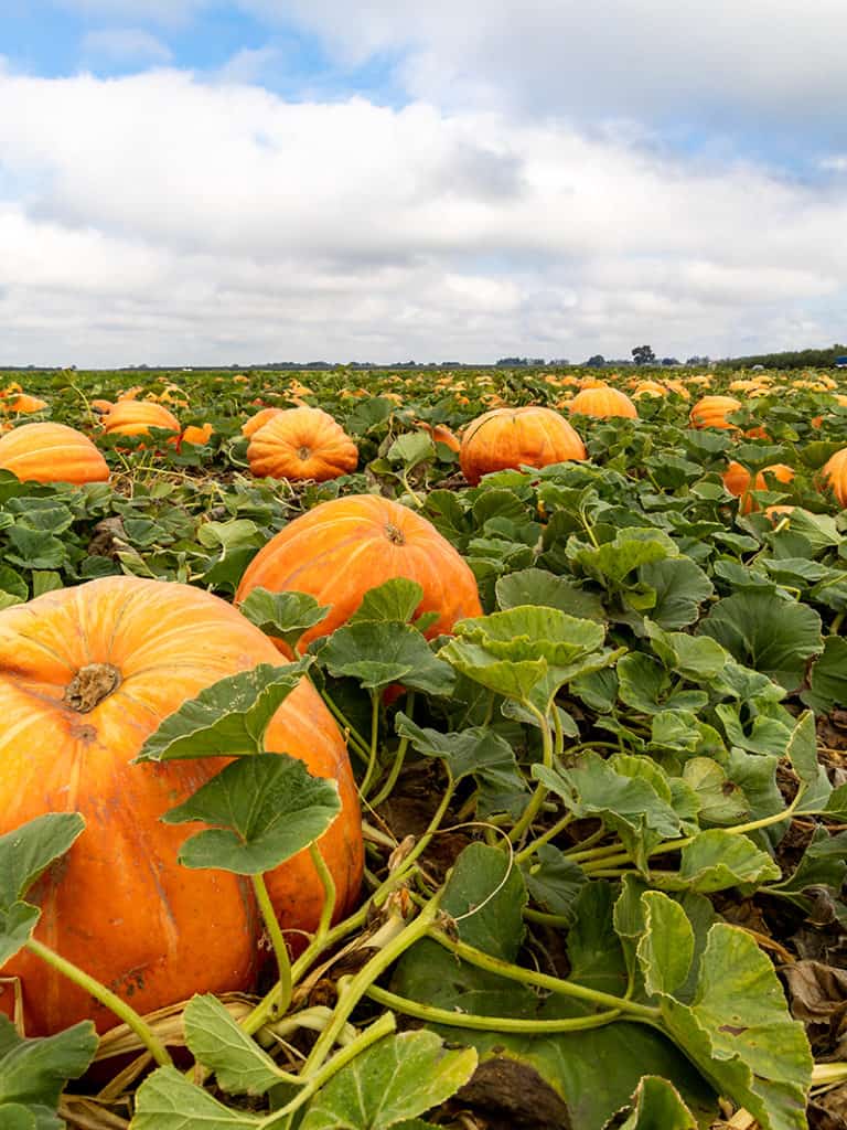The Best Winter Squash Dishes - and All About Winter Squash ...