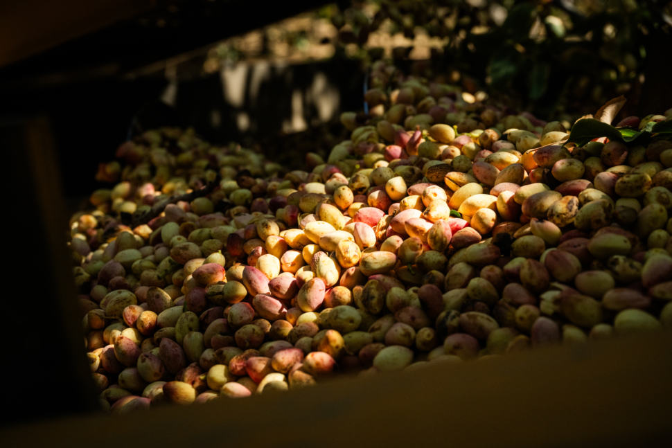 What is a Pistachio Nut and How Are They Harvested? - California Grown