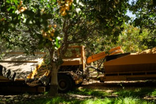 What is a Pistachio Nut and How Are They Harvested? - California Grown