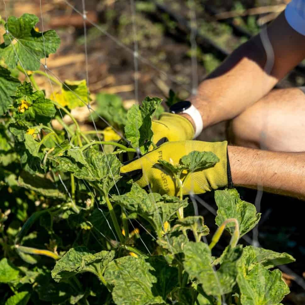 What Is 4-H? How kids learn about growing produce and more ...