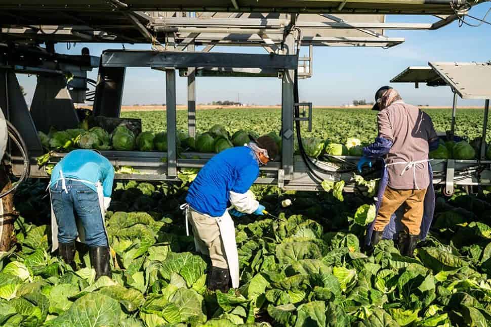Everything You Need To Know About How Leafy Green Vegetables Are Grown ...