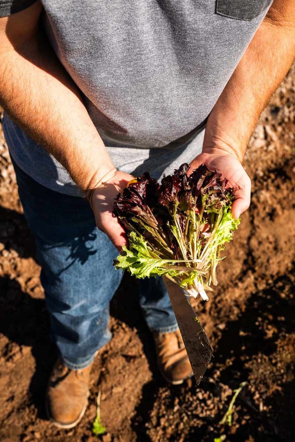 Everything You Need To Know About How Leafy Green Vegetables Are Grown ...