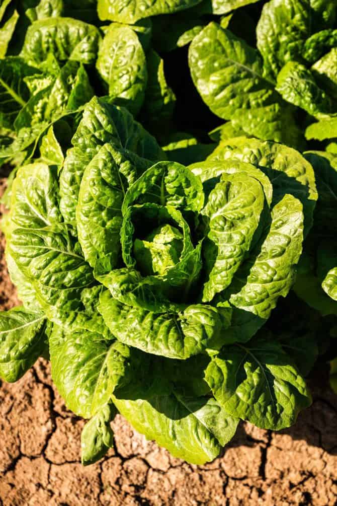 Everything You Need To Know About How Leafy Green Vegetables Are Grown ...