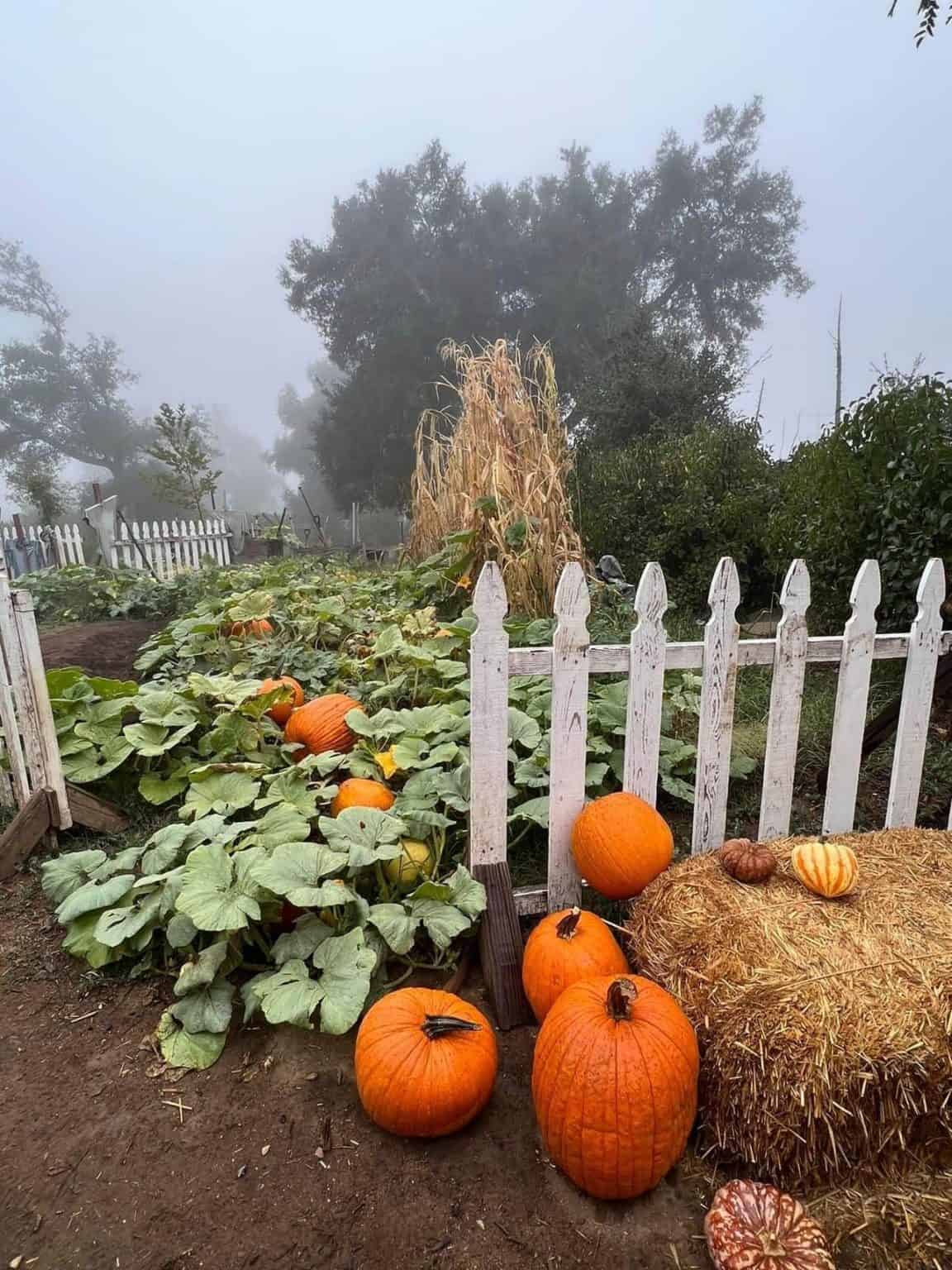 From Field to Fork: Exploring California through Farm Tours ...