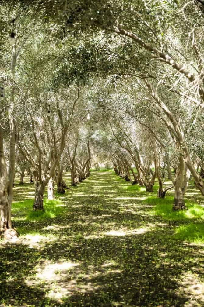 From Field to Fork: Exploring California through Farm Tours ...