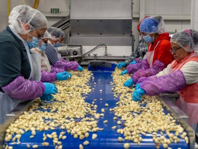 How Garlic Is Grown & Processed At Christopher Ranch - California Grown