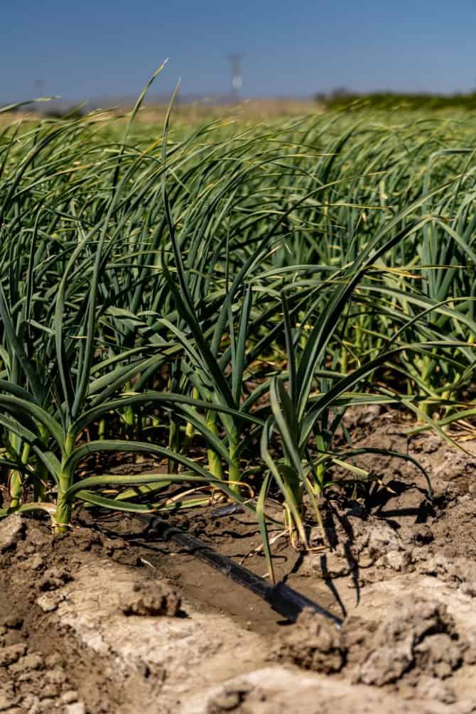 How is Garlic Grown in California? - California Grown