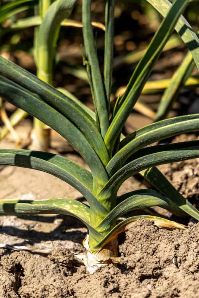 San Benito County - A Delicious California Agricultural Destination ...